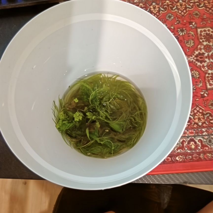 Рогалистник