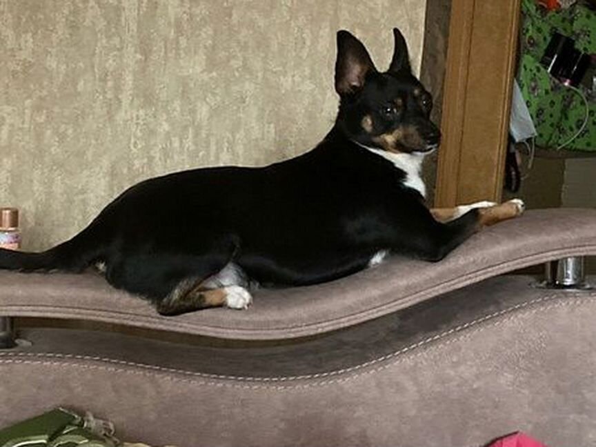 Мини пинчер бесплатно