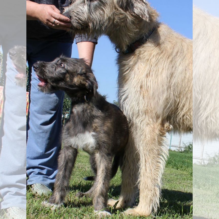 Ирландский вольфхаунд