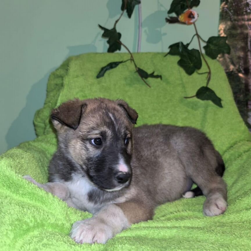 Щенки найденыши