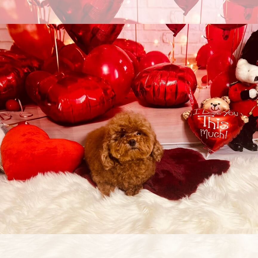 Девочка ред браун годовалая