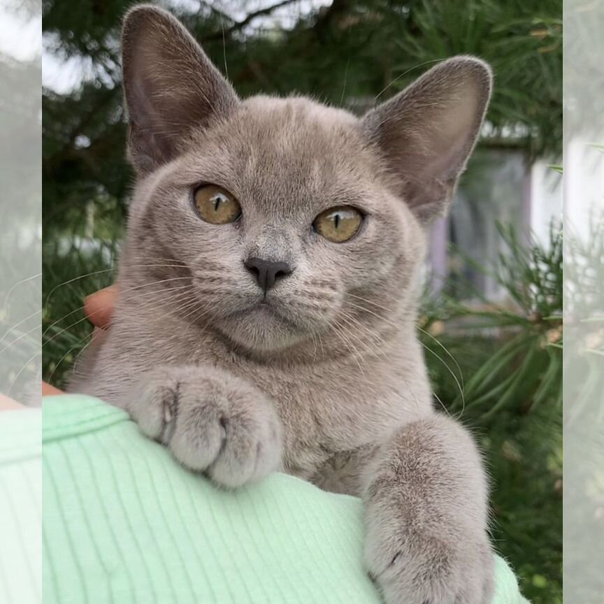 Бурманские котята