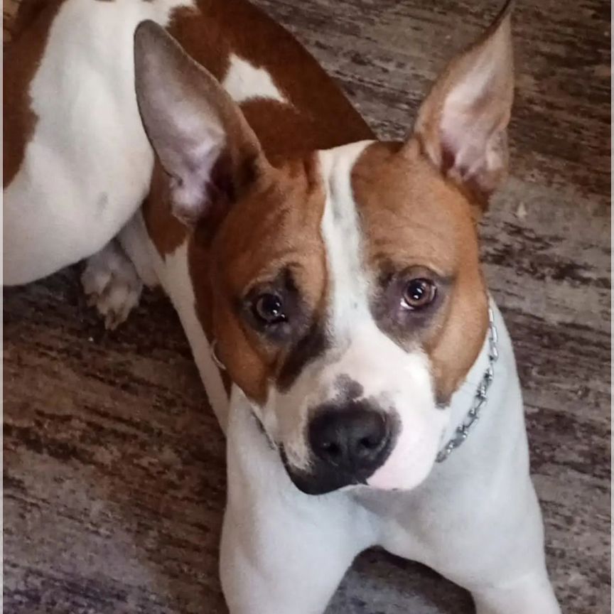 Американский стаффордширский терьер, взрослый пёс