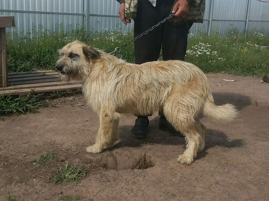 Злата, сука