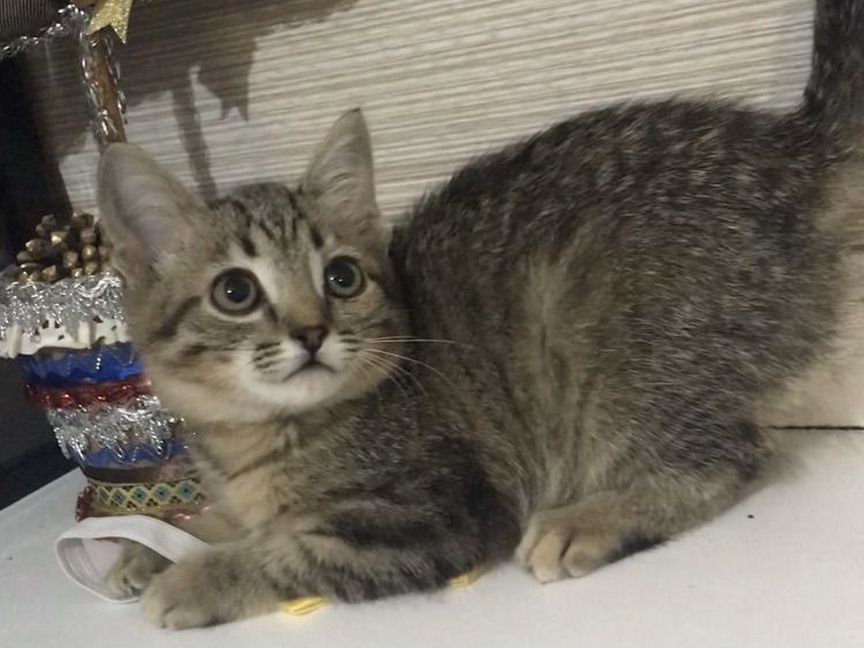 Кира ищет дом)