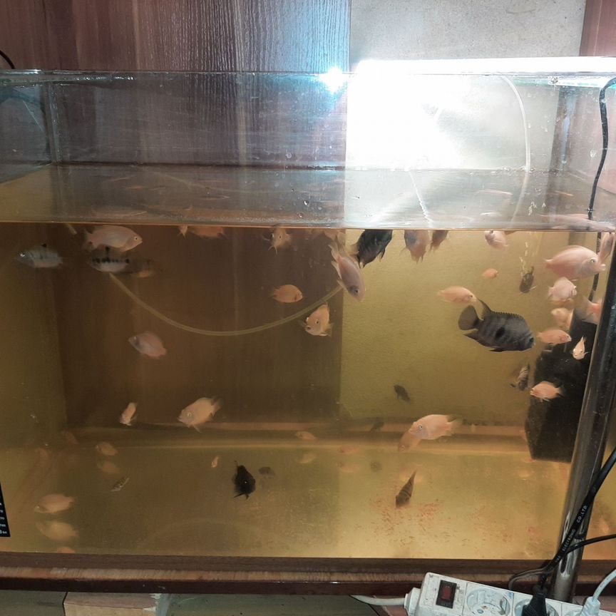 Аквариум с рыбками цихлиды