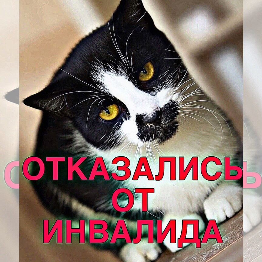 Взрослый кот в добрые руки