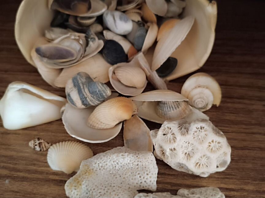 Ракушки кораллы камушки из разных морей