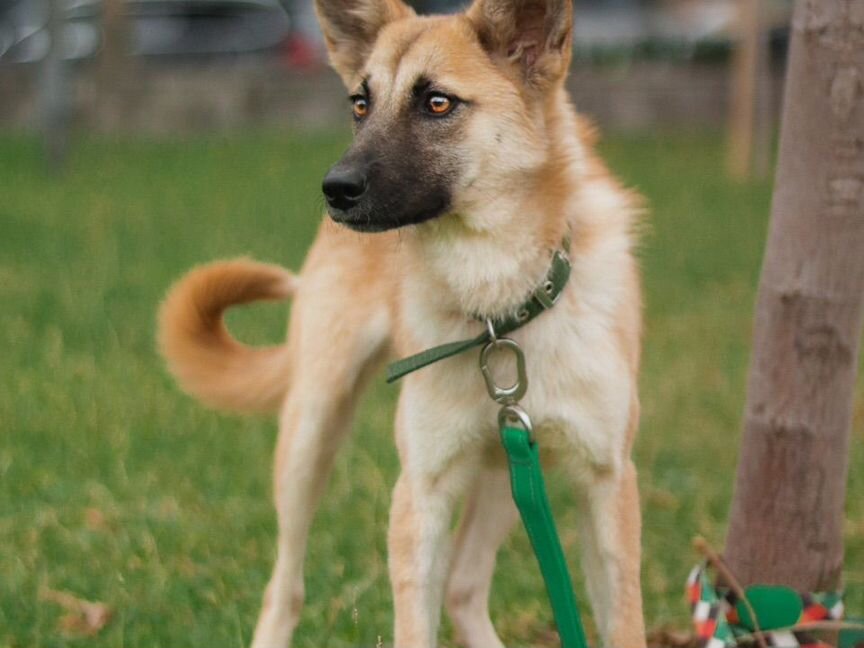 Собака ищет дом. В хорошие руки