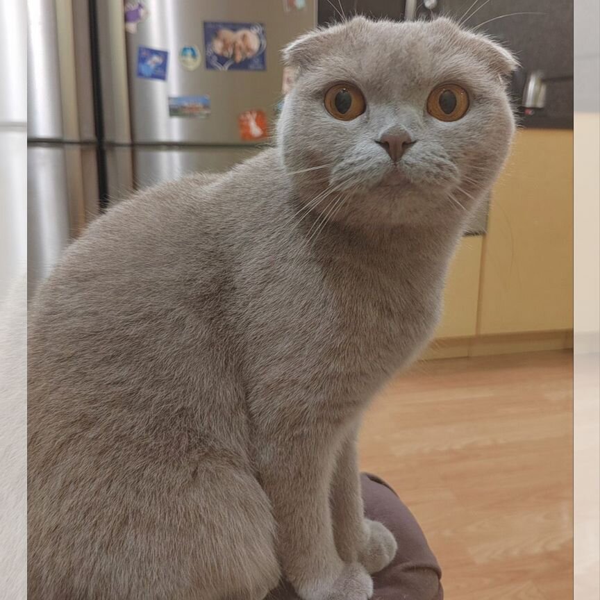 Шотландская вислоухая короткошёрстная, взрослая кошка