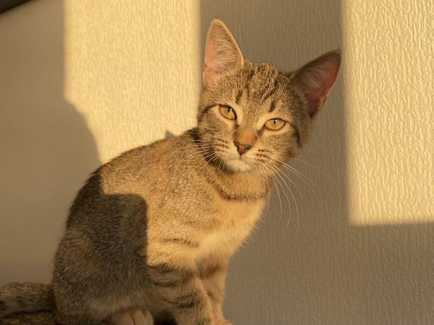 Котенок в добрые руки