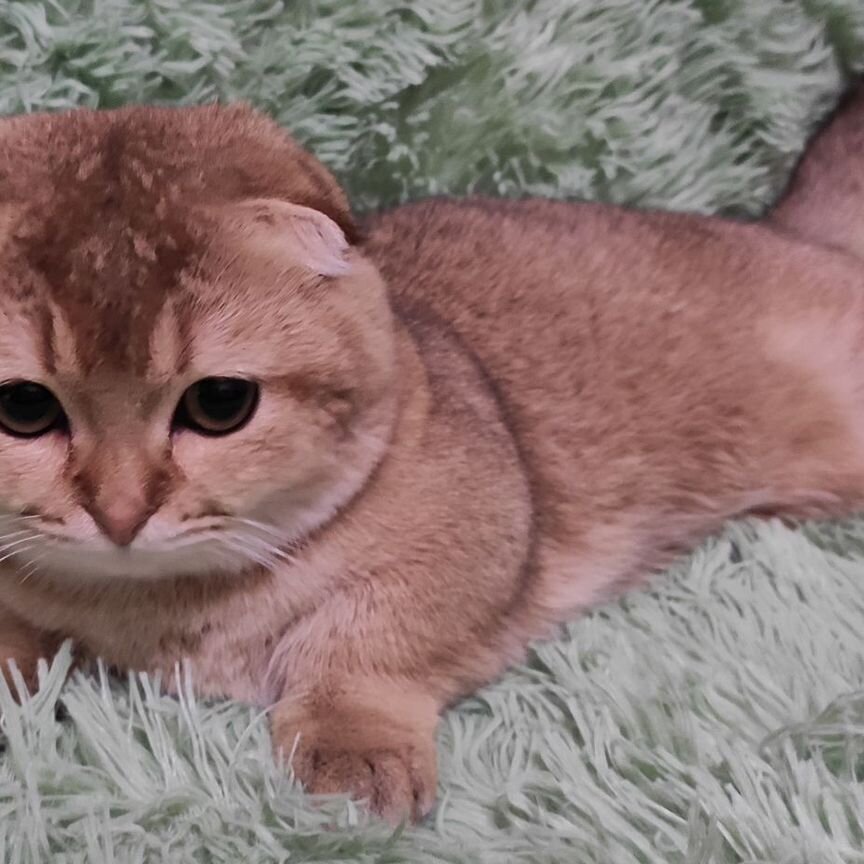 Коротколапый котик Манчкин