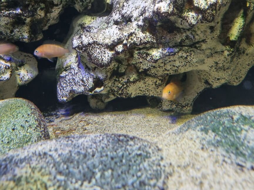 Трофеус Red Bishop