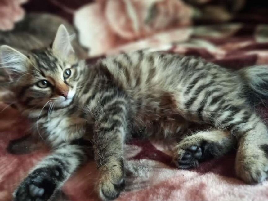 Кошки