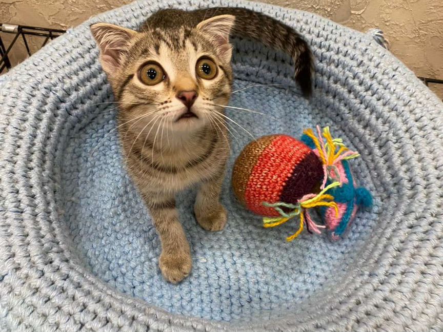 Котенок отдам в добрые руки