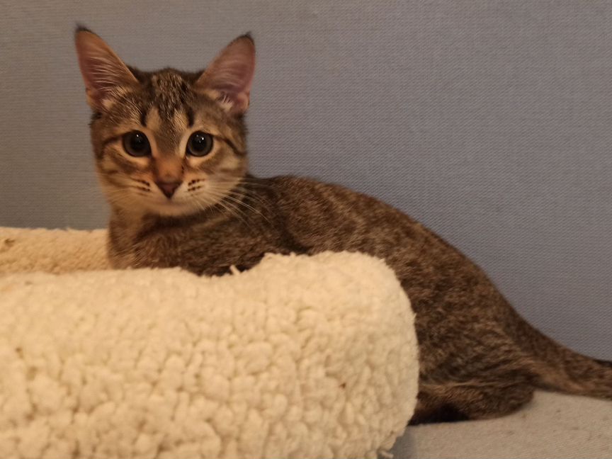 Котёнок тигренок ищет мампап