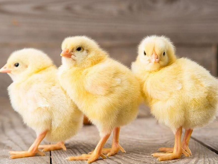 Цыпленок суточный несушка