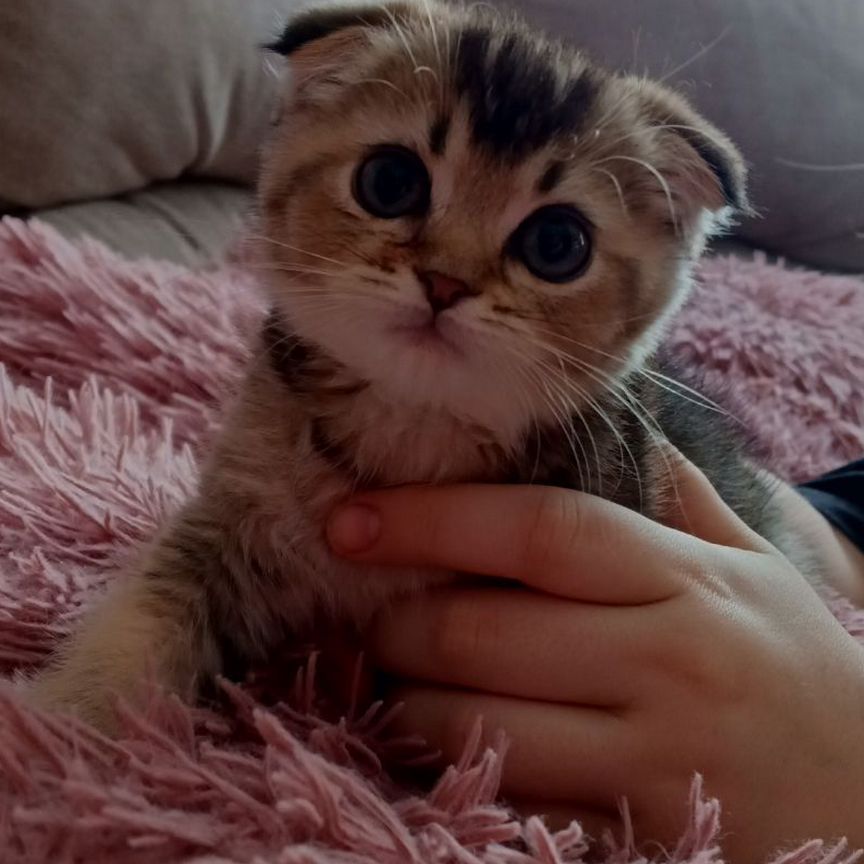 Шотландский вислоухий короткошёрстный котёнок