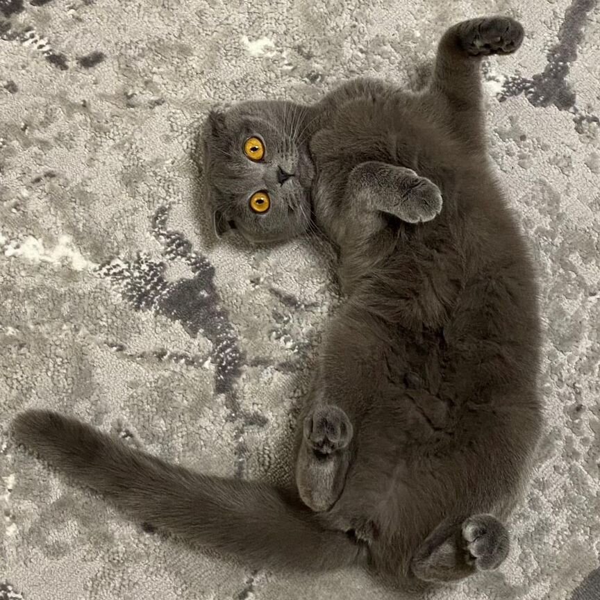 Шотландская вислоухая кошка