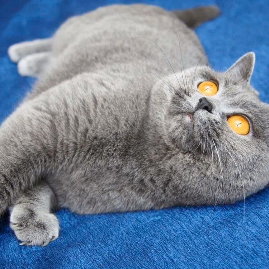 Кошечка в добрые руки