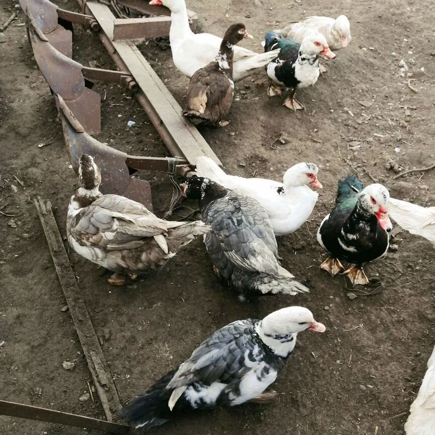 Продаются индоутки