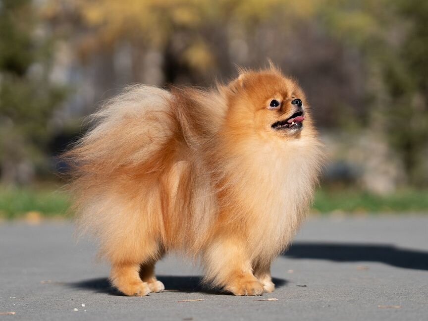 Шпиц померанский мальчик