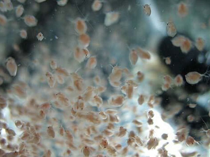 Дафния моина