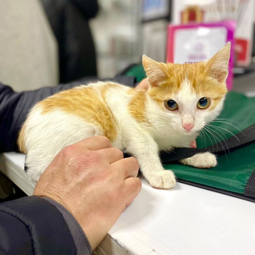 Котенок 4 мес, мальчик.Бесплатно