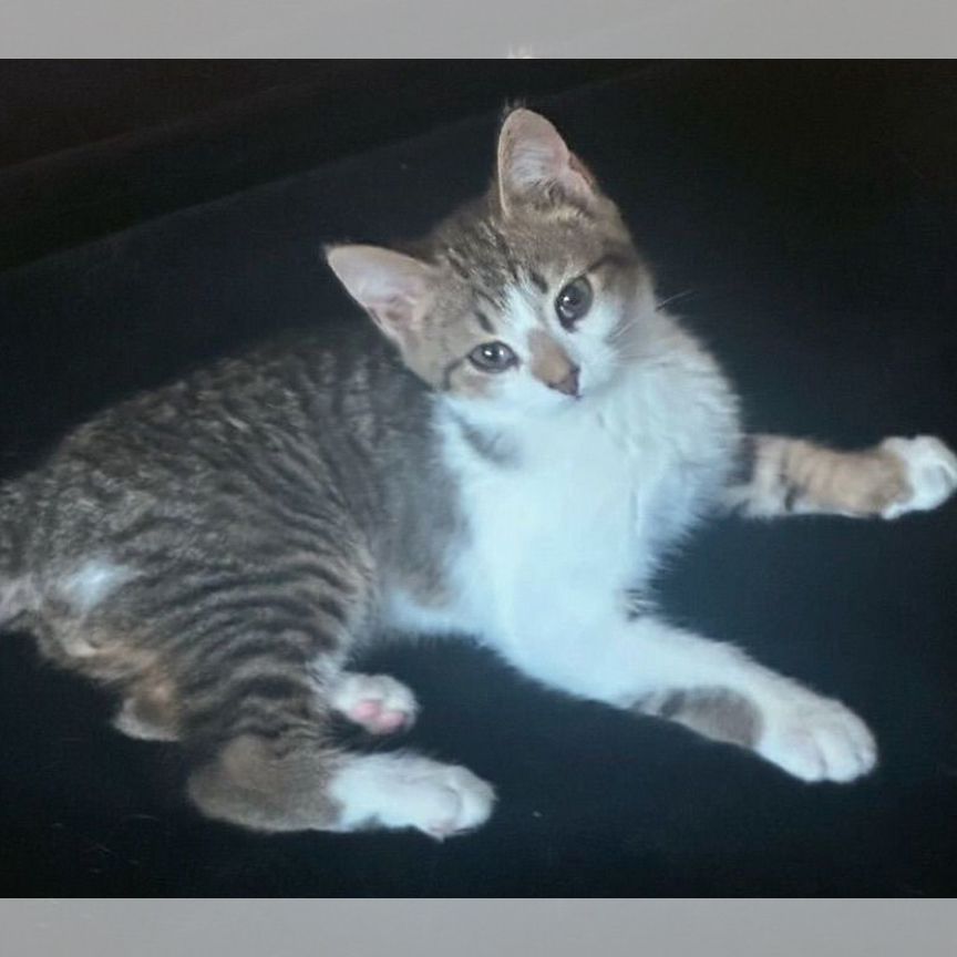 Котёнок в добрые руки