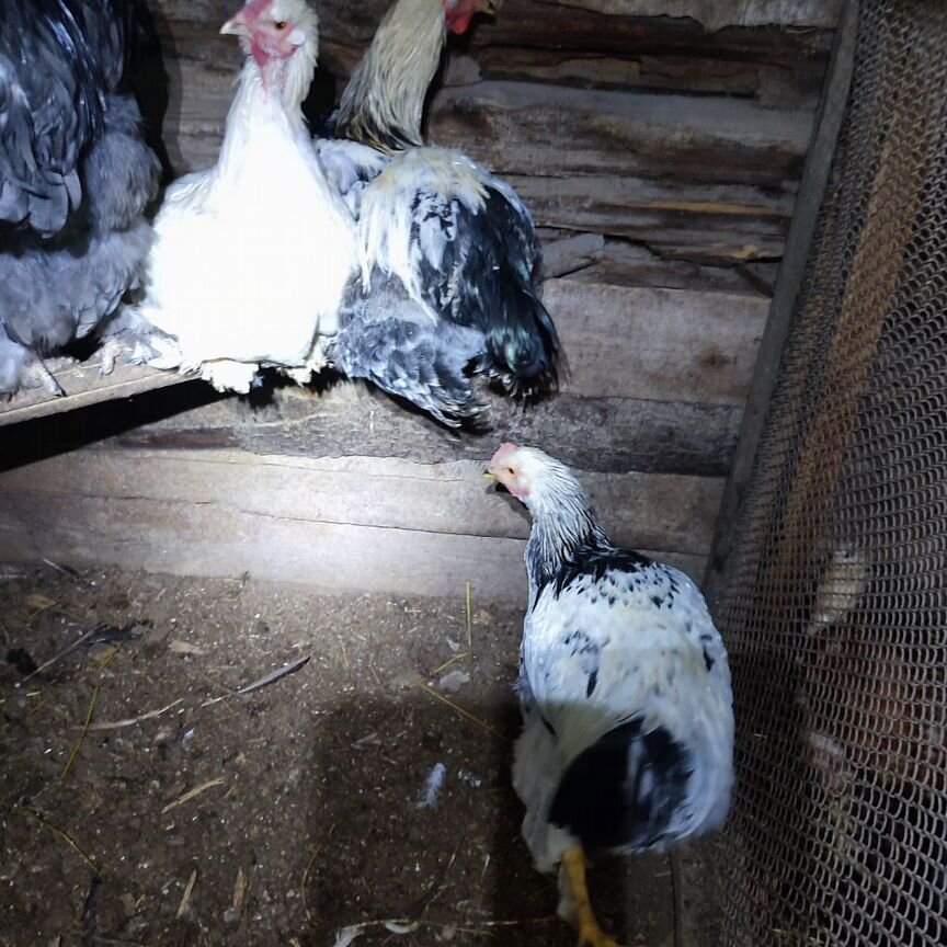 Петухи брама молодые