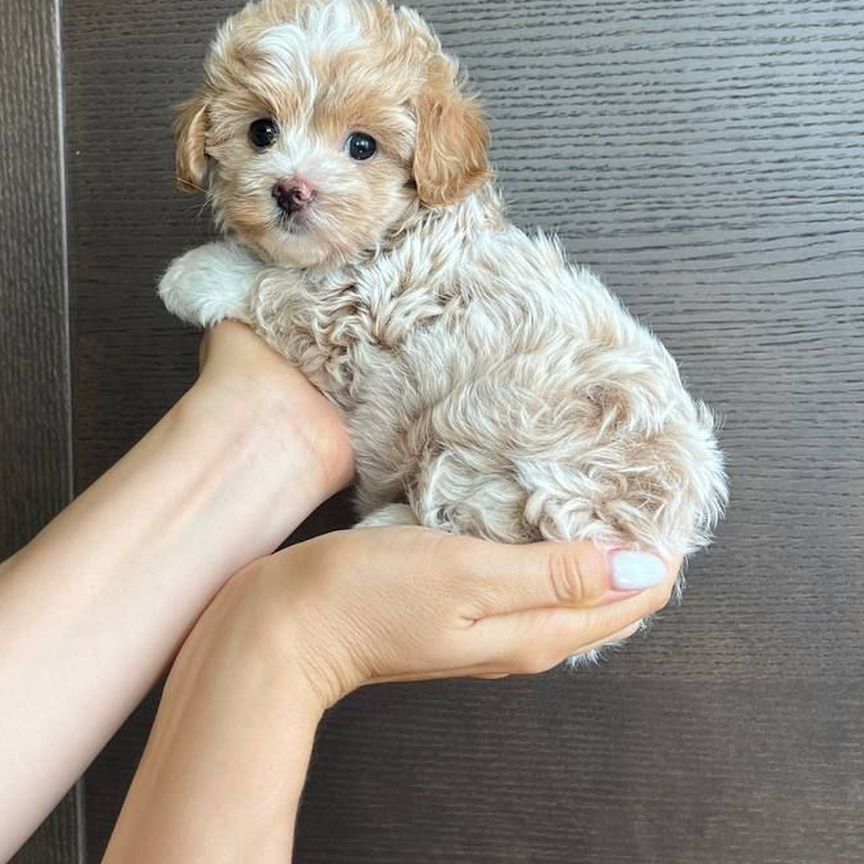 Мальтипу F1 mini девочка baby face