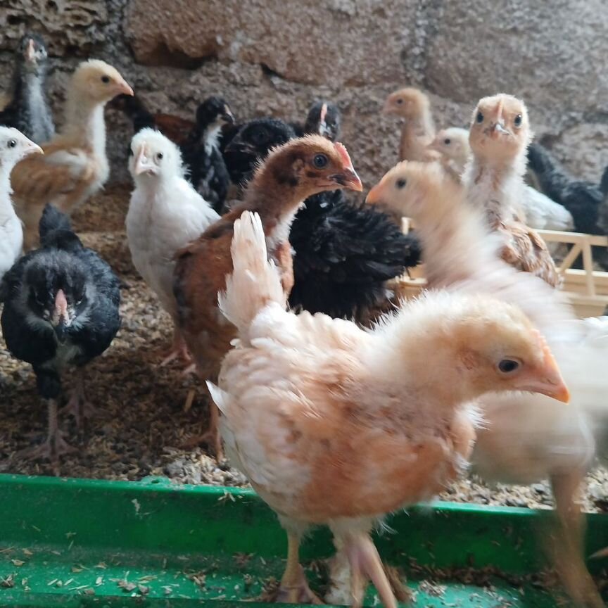 Цыплята подрощенные