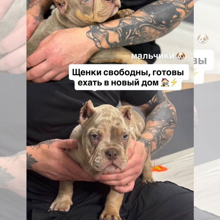 Американский булли покет