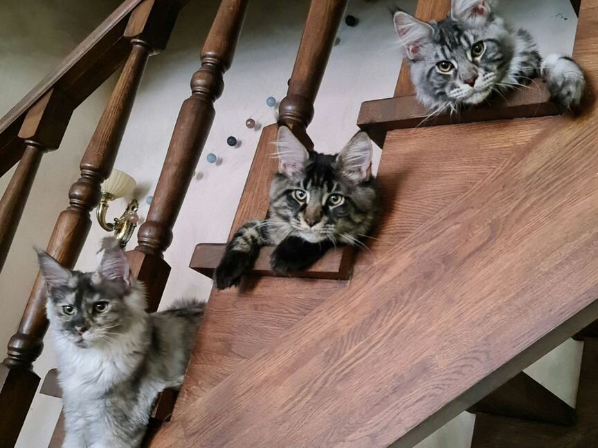 Котята мейн-кун