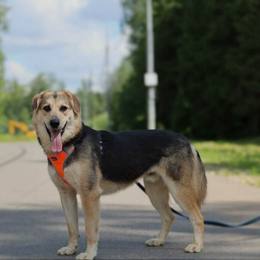 Собака Бари в дар бесплатно