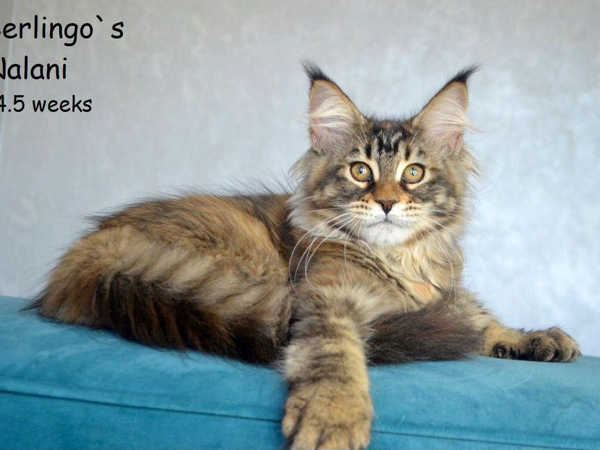 Кошка Мейн-кун тикированая черепаха