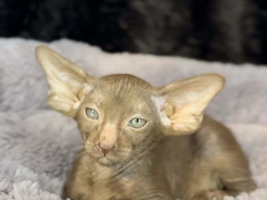 Ориентальный мальчик