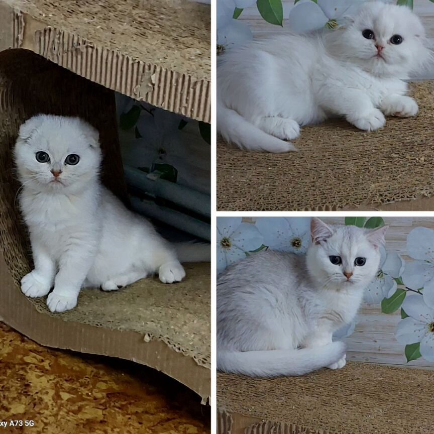 Котята серебристой шиншилы