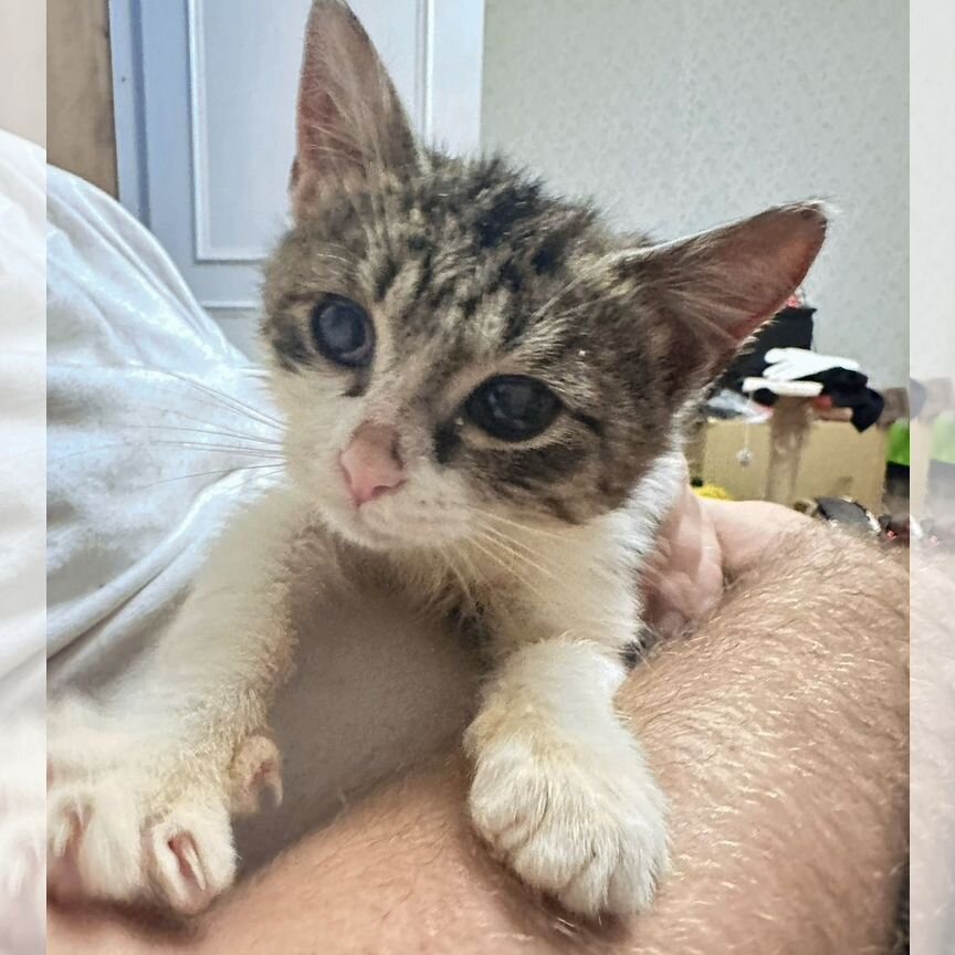 Кот-шпрот с непростой судьбой