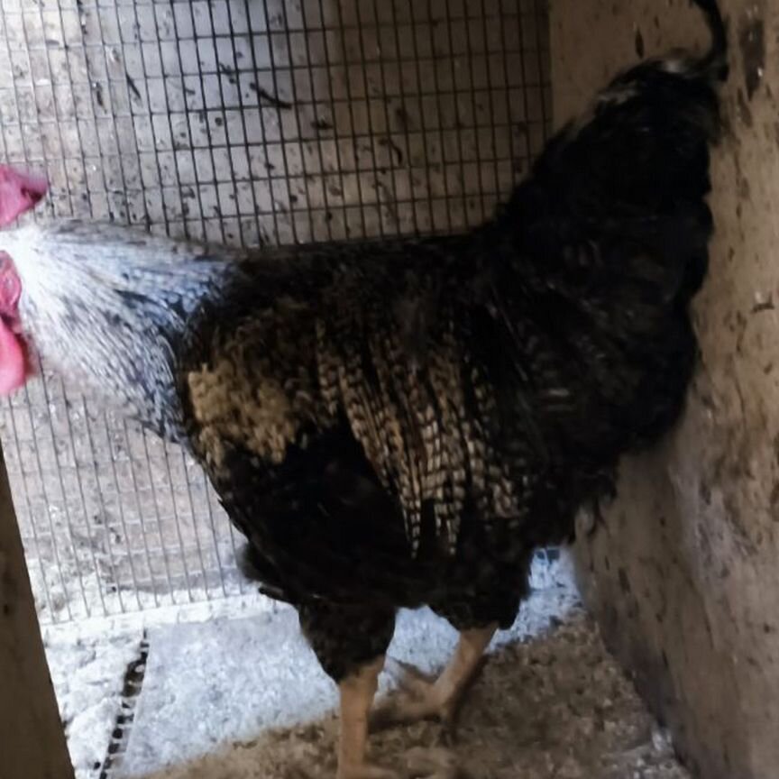 Продажа Петуха