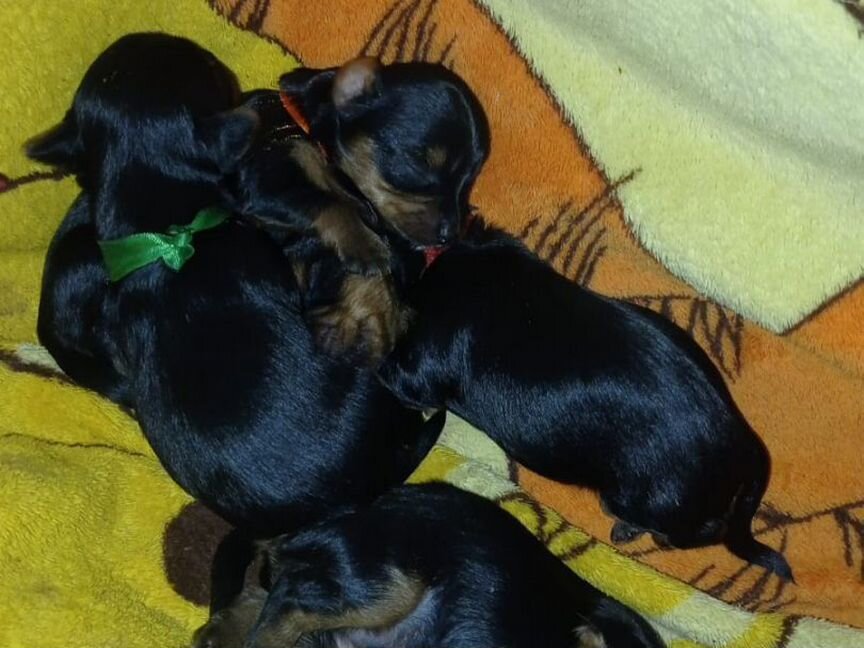 Йоркширский терьер щенки