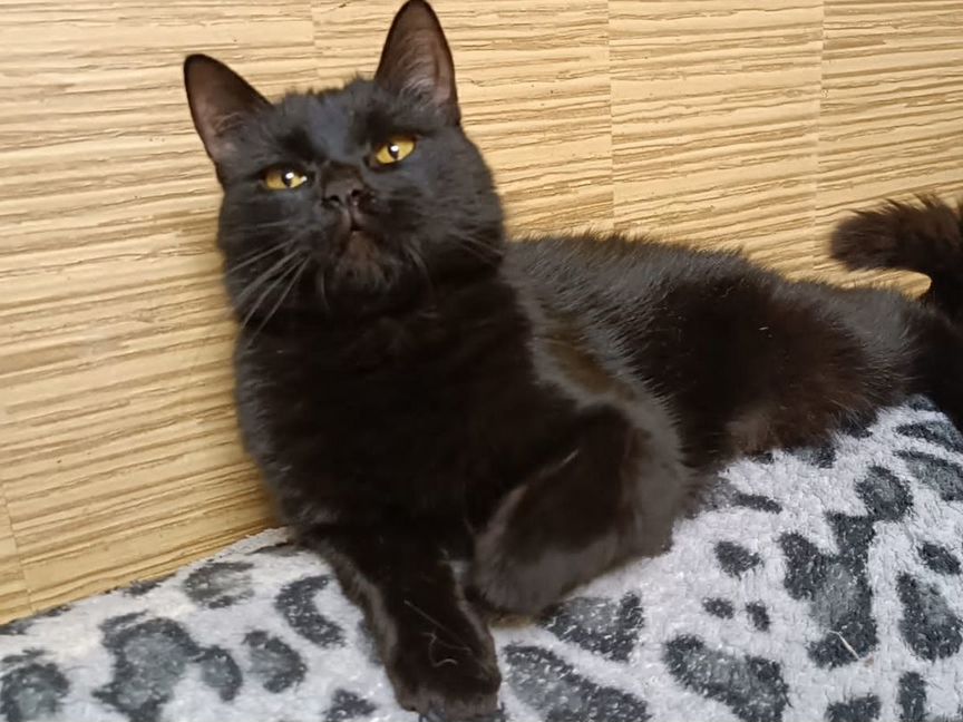 Котик Рюдигер ищет дом