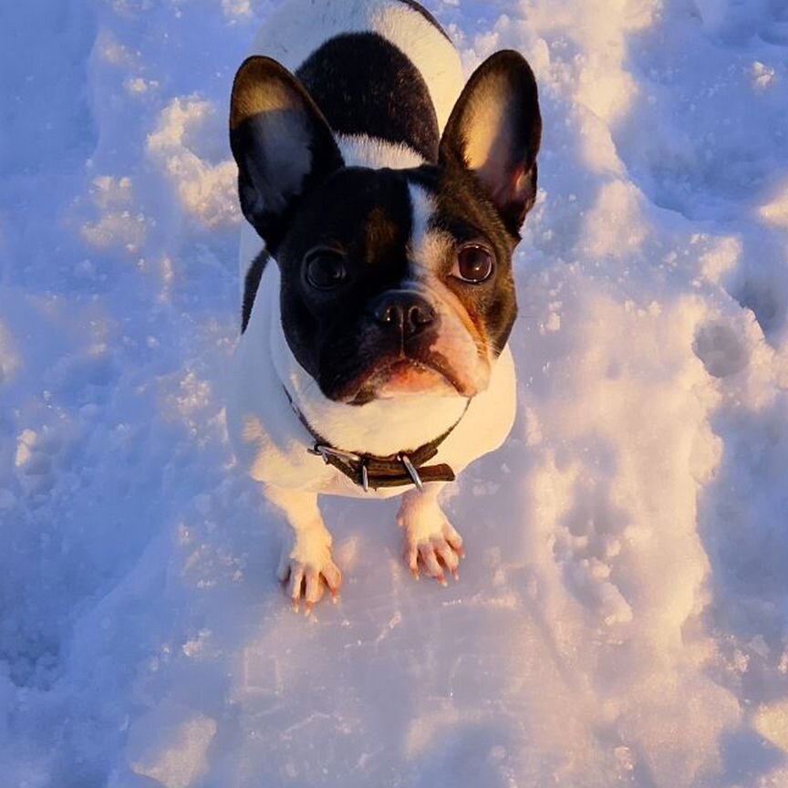 Французский бульдог, вязка