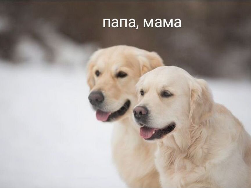 Золотистый ретривер