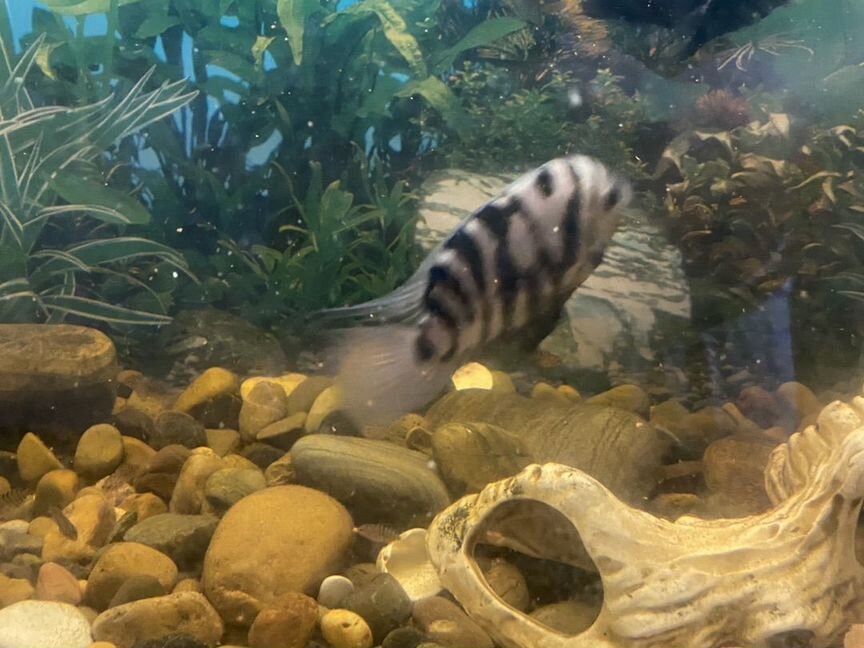 Цихлазома чернополосая