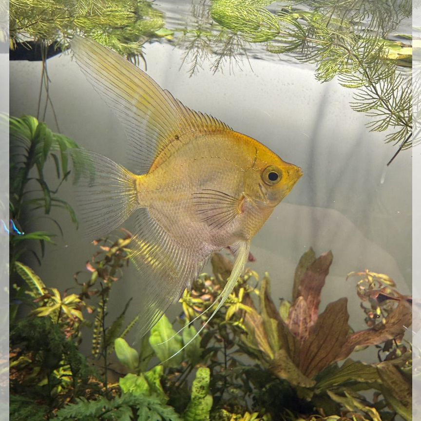 Скалярии (3 хвостика)