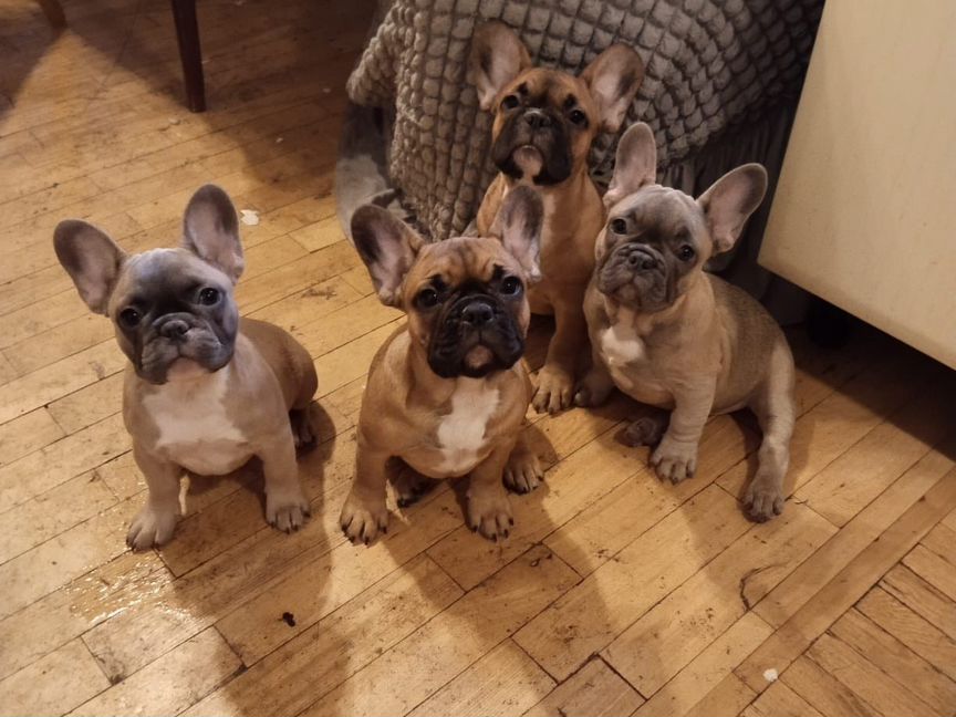 Французский бульдог щенки