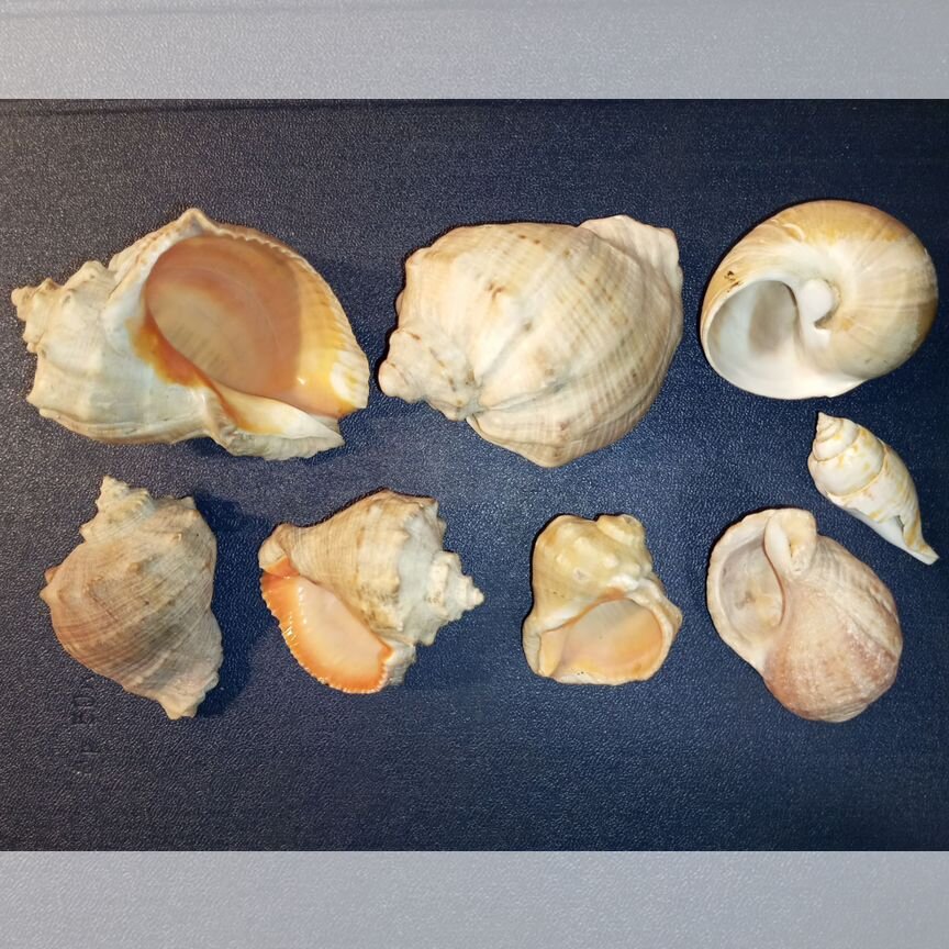 Ракушки морские и океанские