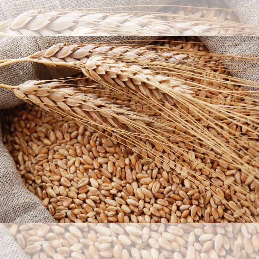 Зерно пшеница фураж