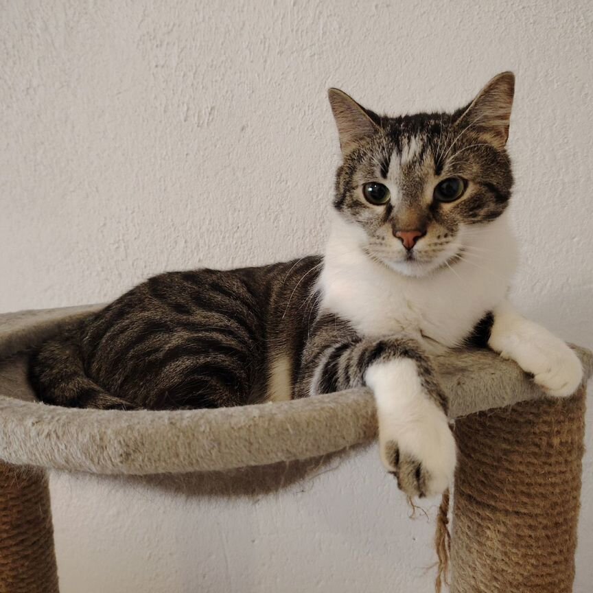 Взрослый кот в добрые руки